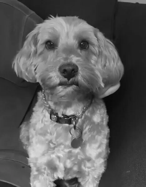 Beano the Dog, Office Dogsbody from Homes & Steeple Bournemouth office